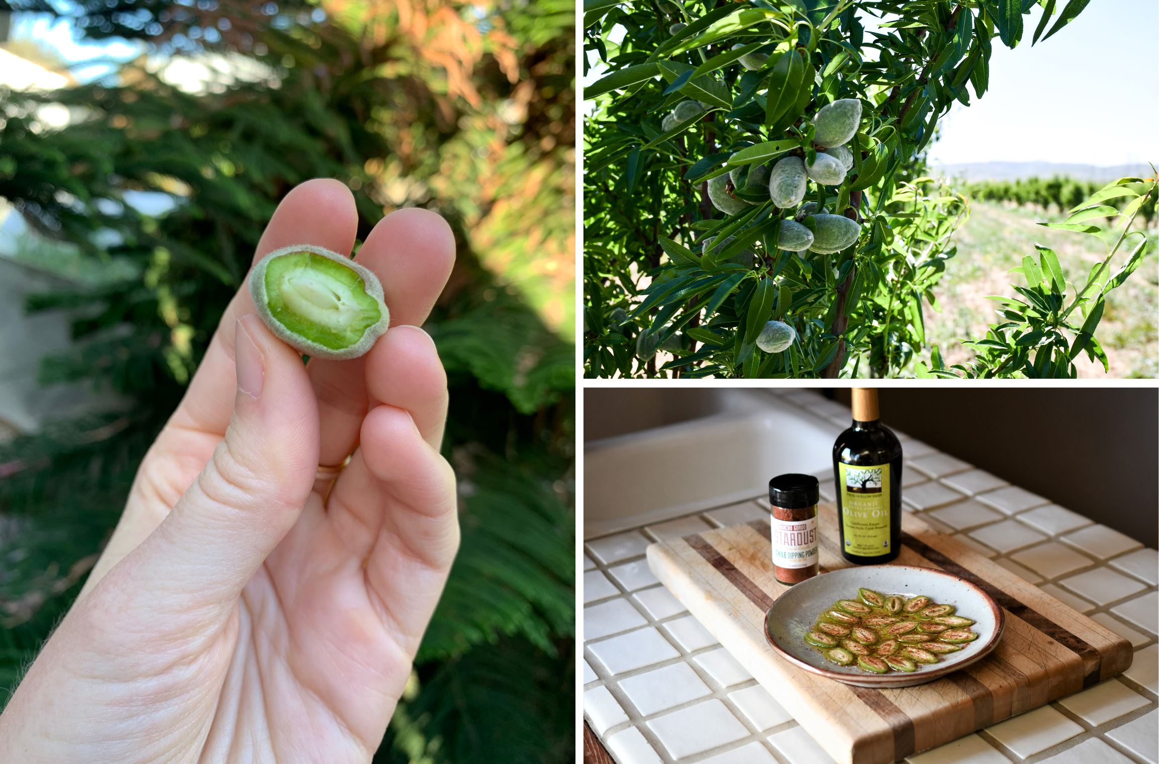 Green Almond Harvest Kicks Off Stone Fruit Season – Frog Hollow Farm