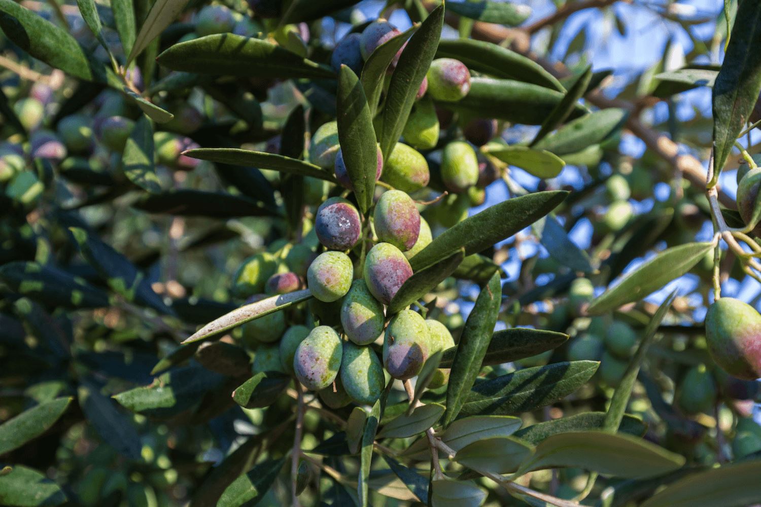 2022 Olive Crop is a Branch-Breaker – Frog Hollow Farm