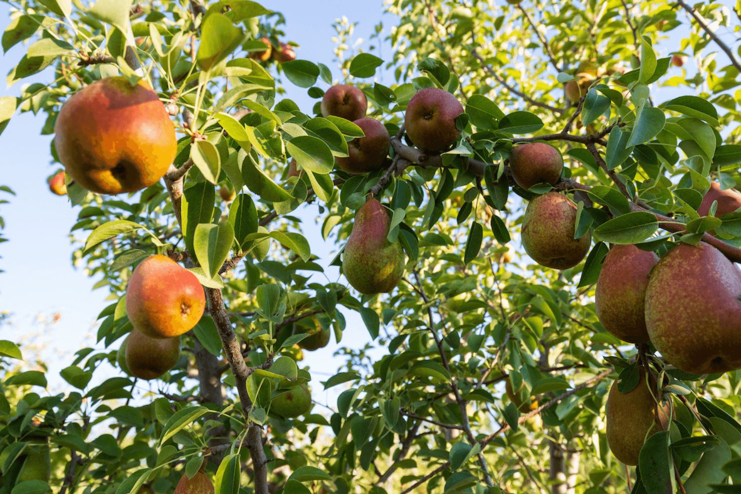 Warren Pears - Our Fall Celebrity – Frog Hollow Farm