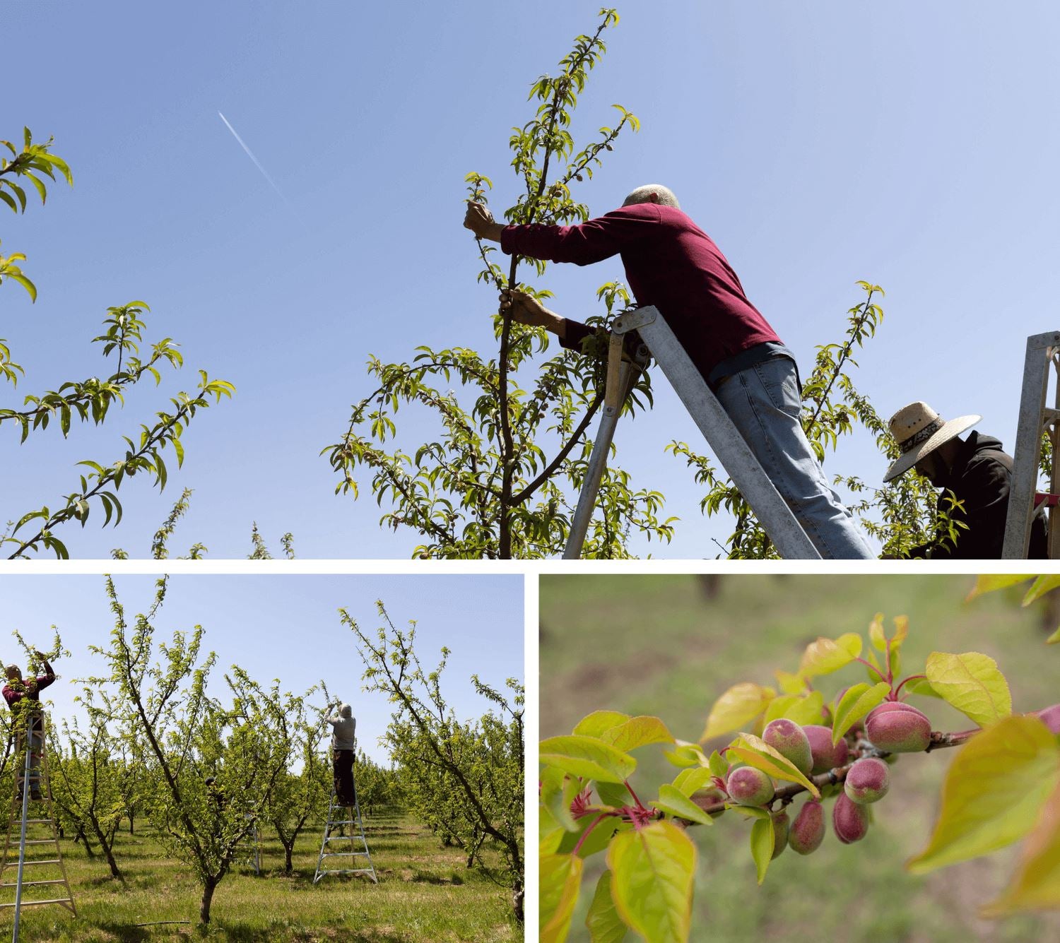 Tree team thins the ‘cots, one tree at a time – Frog Hollow Farm