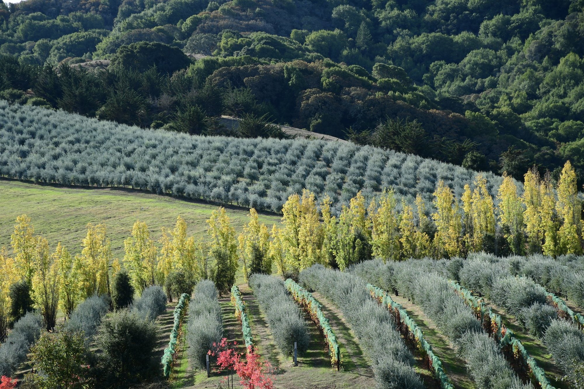 McEvoy Ranch: What Sustainability Means for Organic Extra Virgin Olive ...