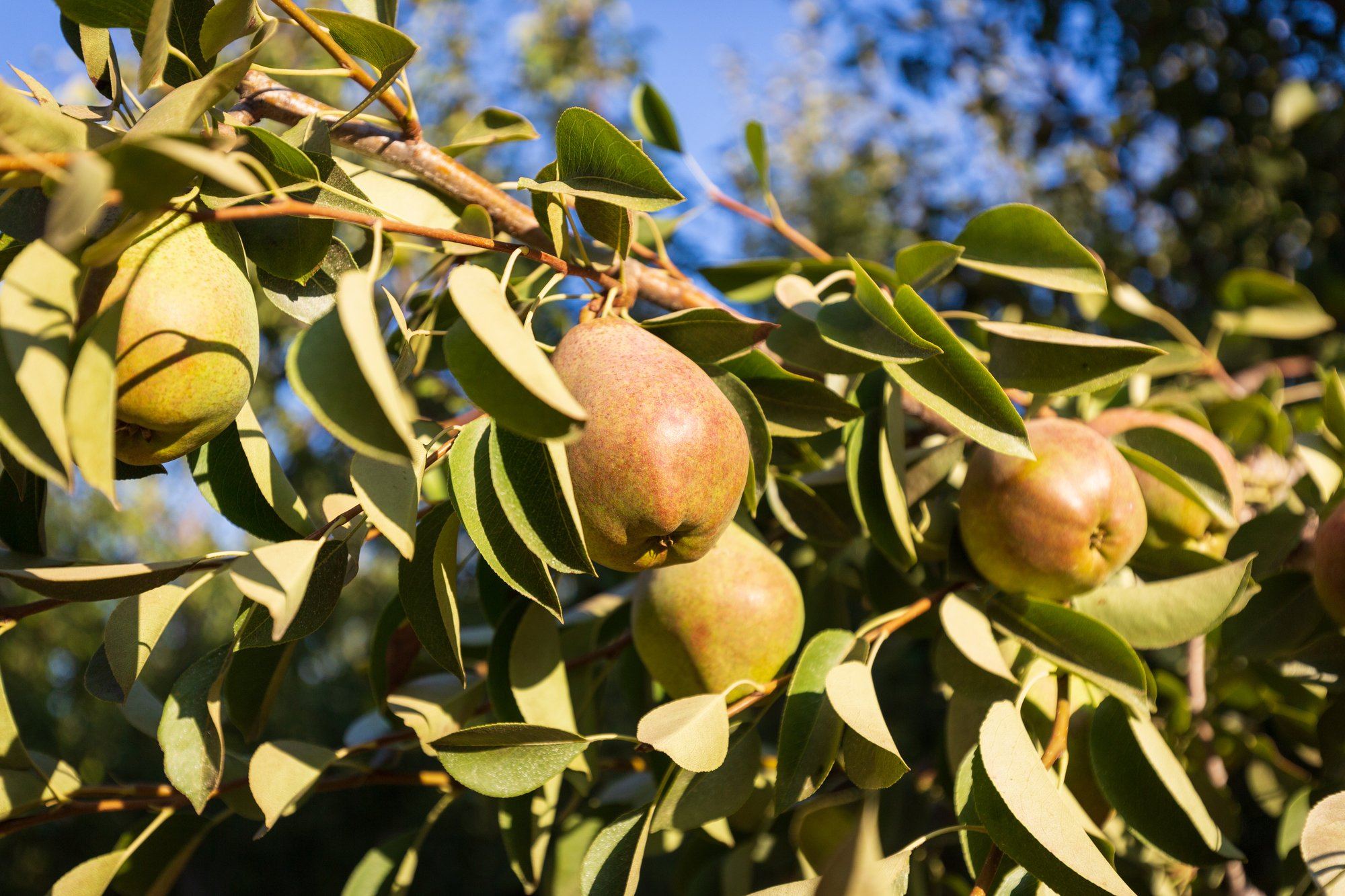 Health & Nutrition Benefits of Pears – Frog Hollow Farm