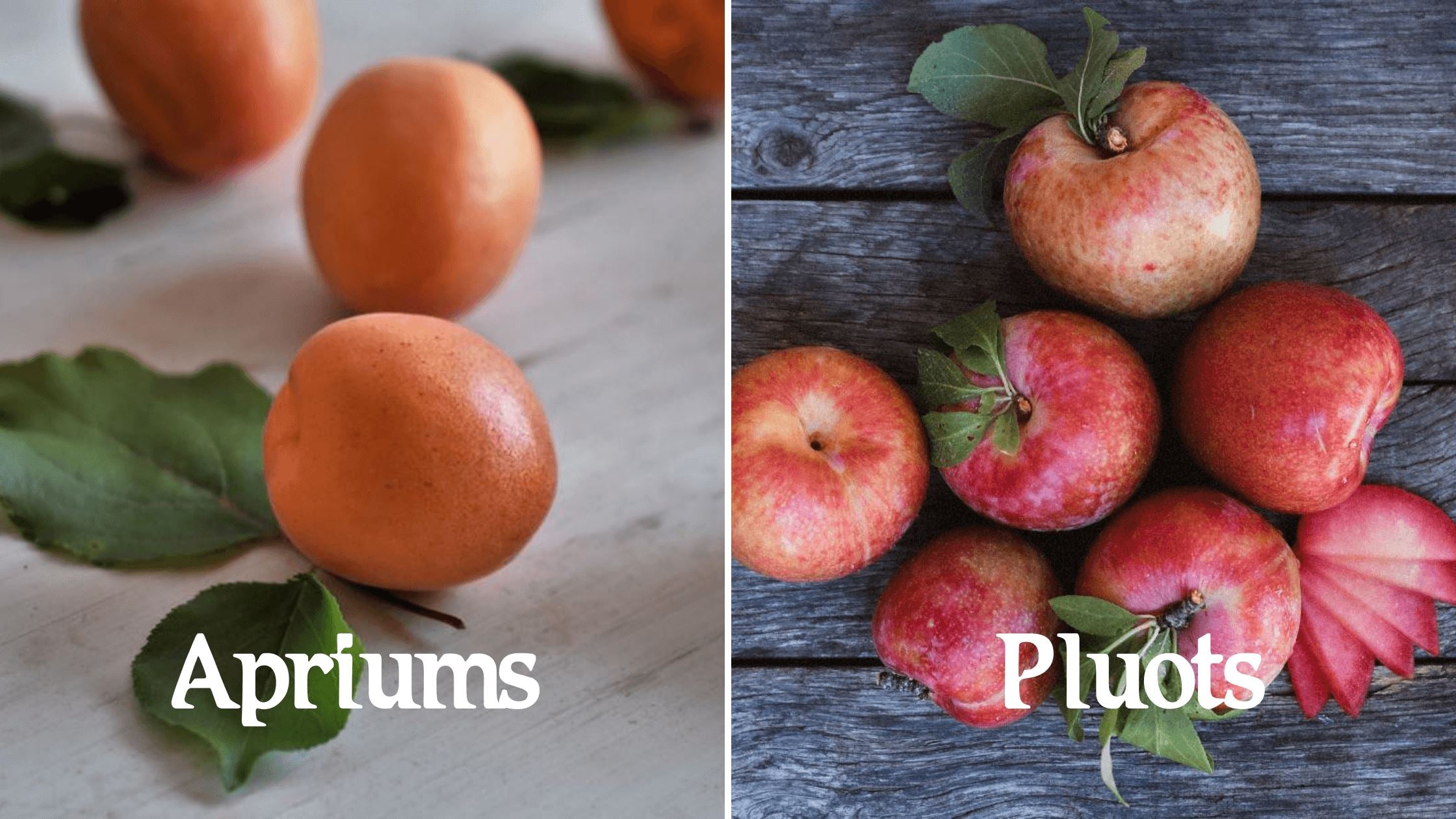 What’s the Difference Between Apriums and Pluots? – Frog Hollow Farm