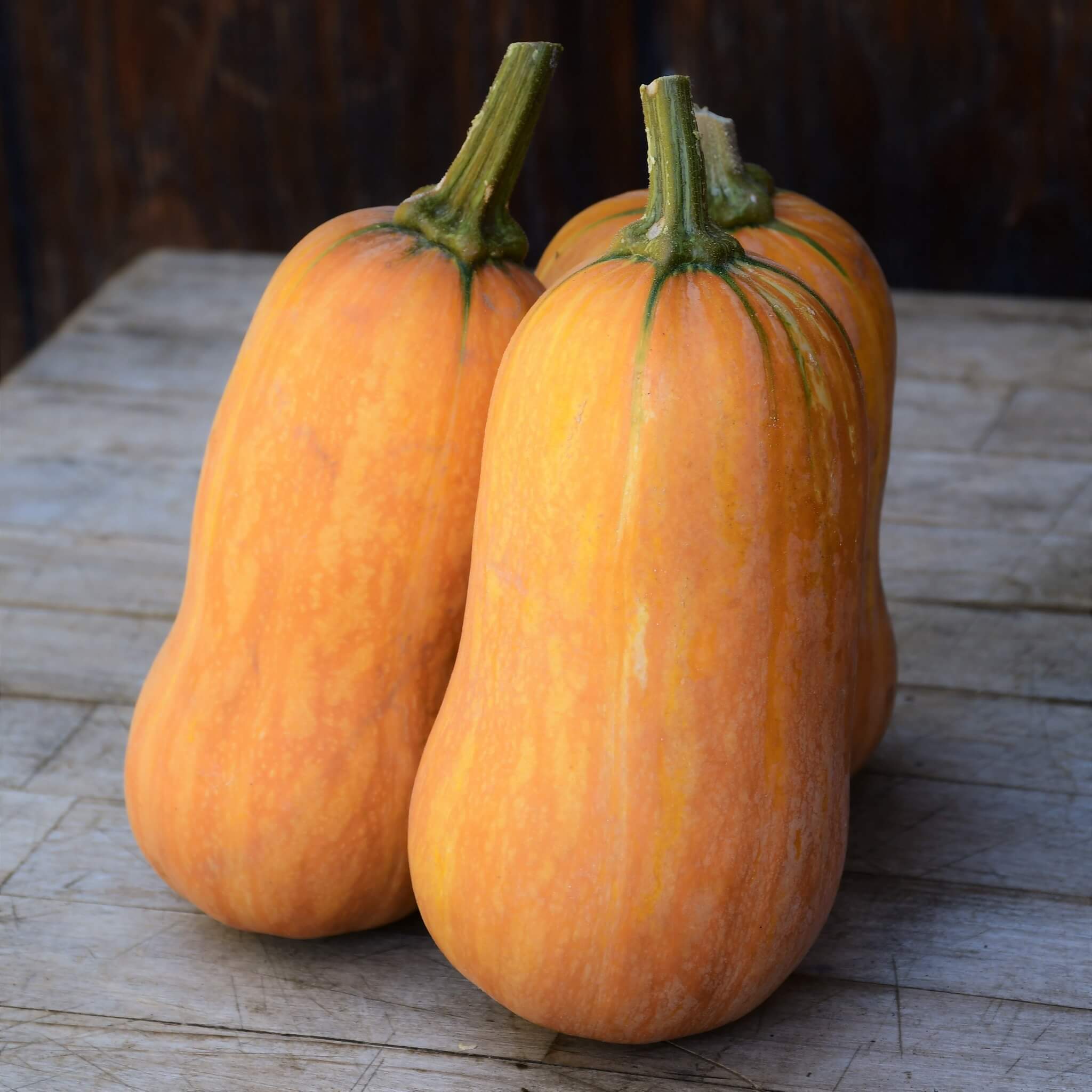 Introducing Row 7 Seed Company's Squash – Frog Hollow Farm
