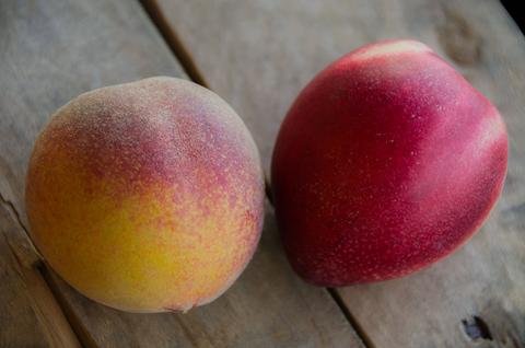 Fuzzy Was A ... Peach??? – Frog Hollow Farm