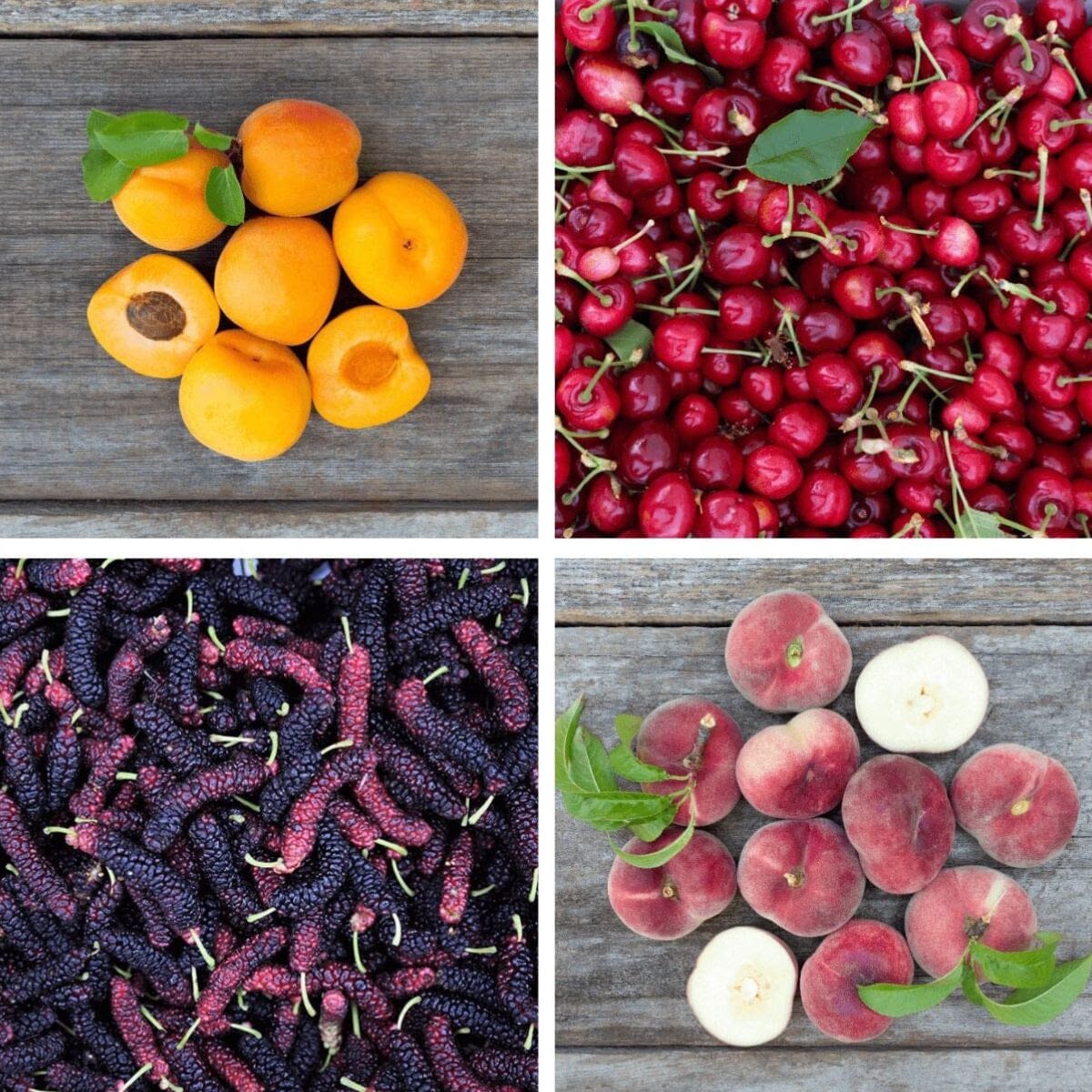 Season starts early, ends late at Frog Hollow Farm