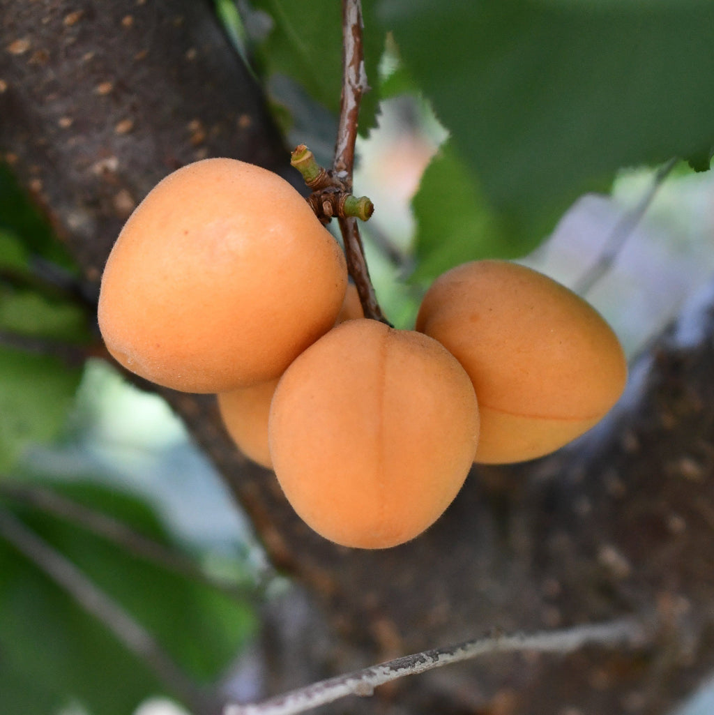 Organic CandyCot Apricots – Frog Hollow Farm