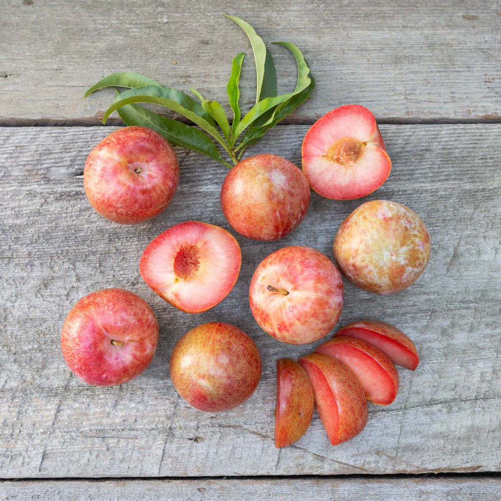 Organic Dapple Dandy Pluots | Pre-order | Ships Summer 2026 – Frog ...
