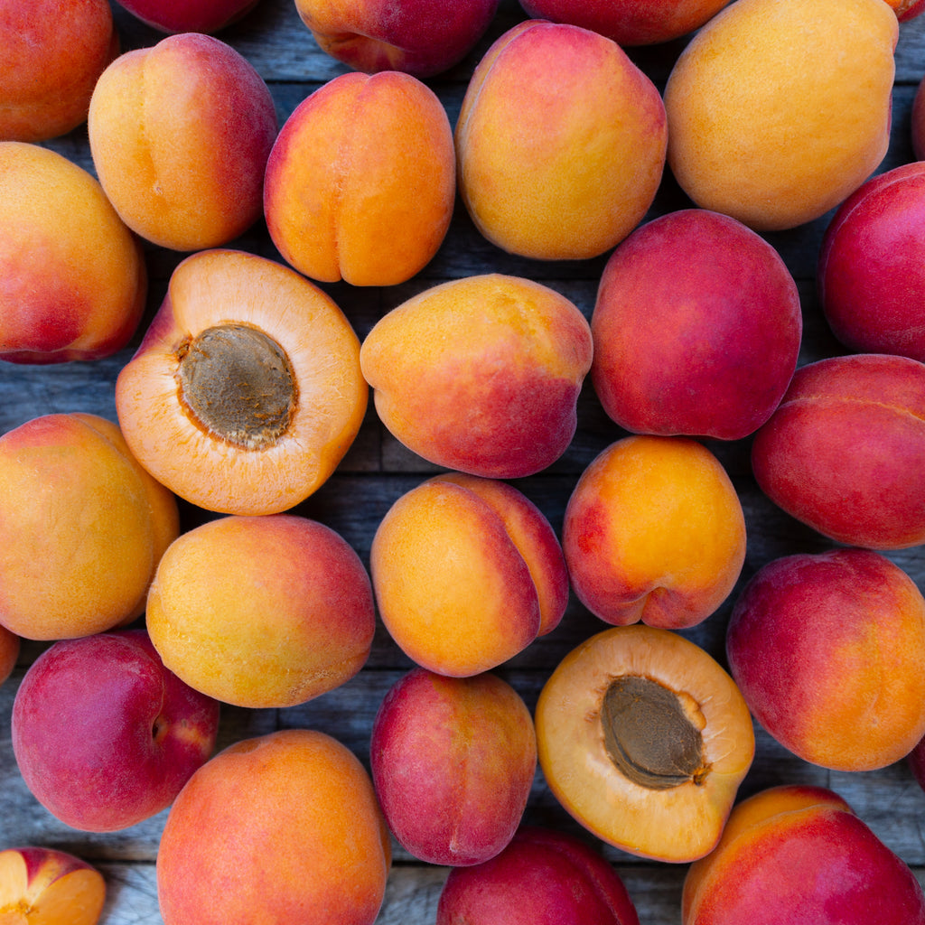 Gotta Have My Apricots - Organic Fruit Club| Frog Hollow Farm