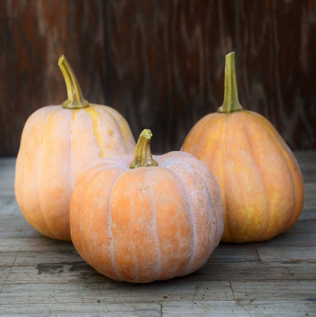 Organic Koginut Squash – Frog Hollow Farm